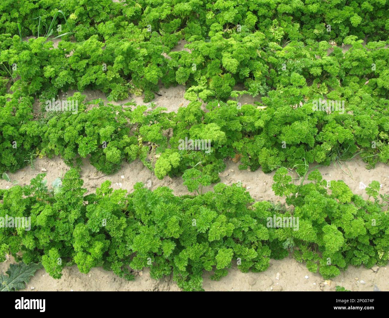 Planting parsley hi-res stock photography and images - Alamy
