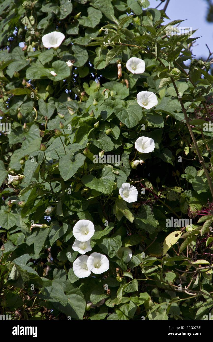 Bindweed hedge hi-res stock photography and images - Alamy