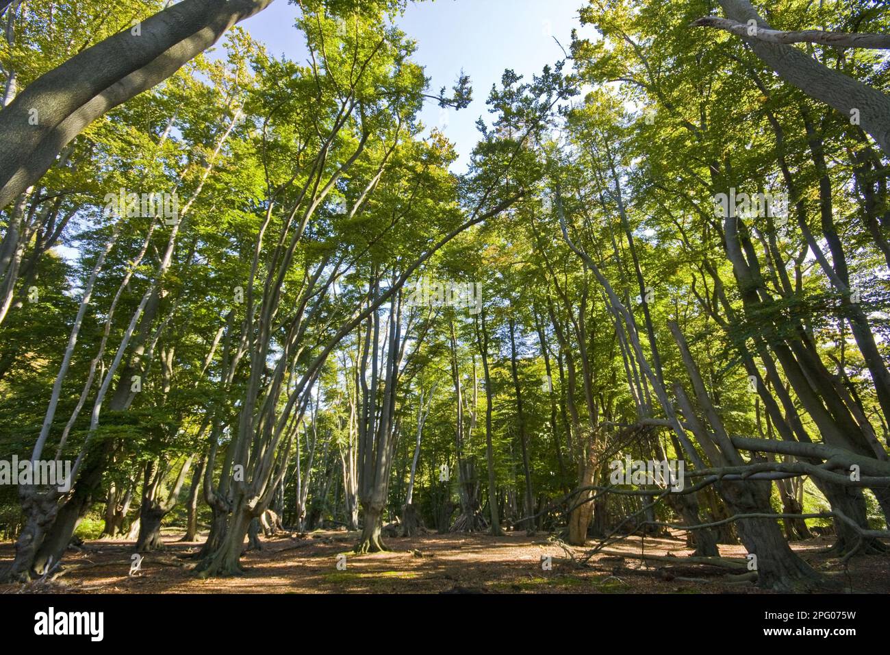 Beech trees with pollarded beech in Epping Forest, essex Stock Photo ...