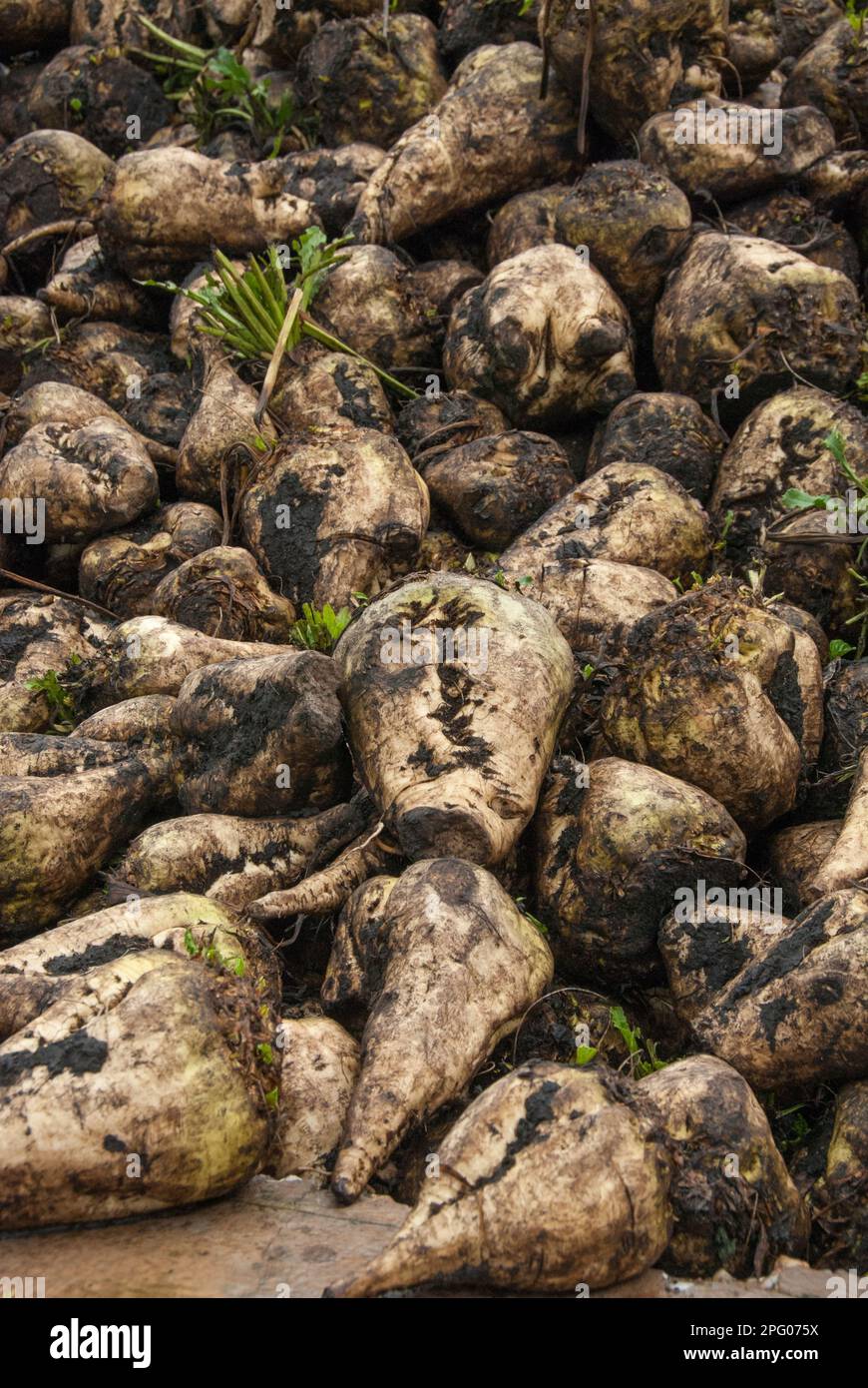 Sugar Beet (Beta vulgaris) crop, heap of harvested roots, Telford ...