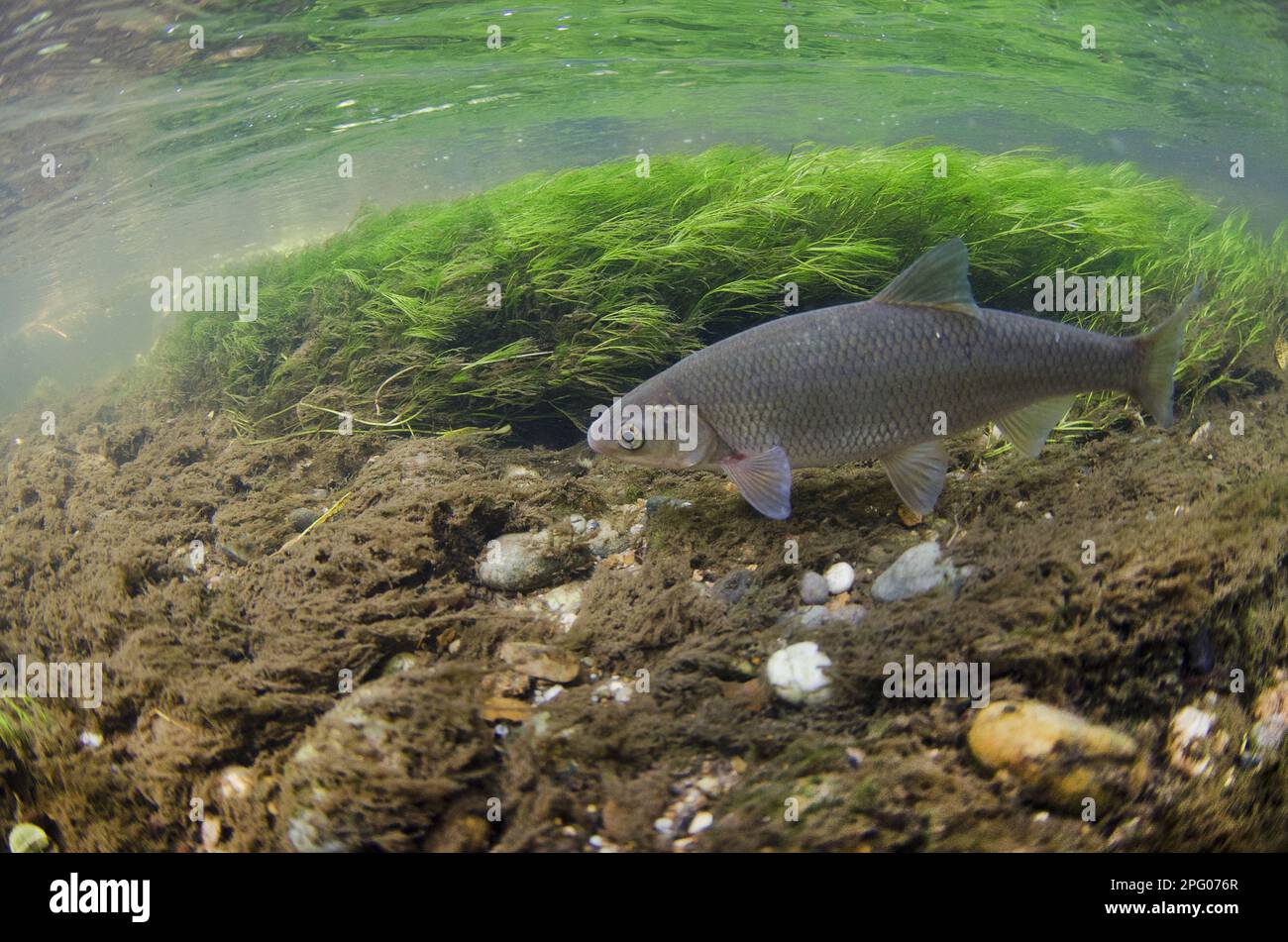 Common common dace (Leuciscus leuciscus) adult, swimming alongside ...