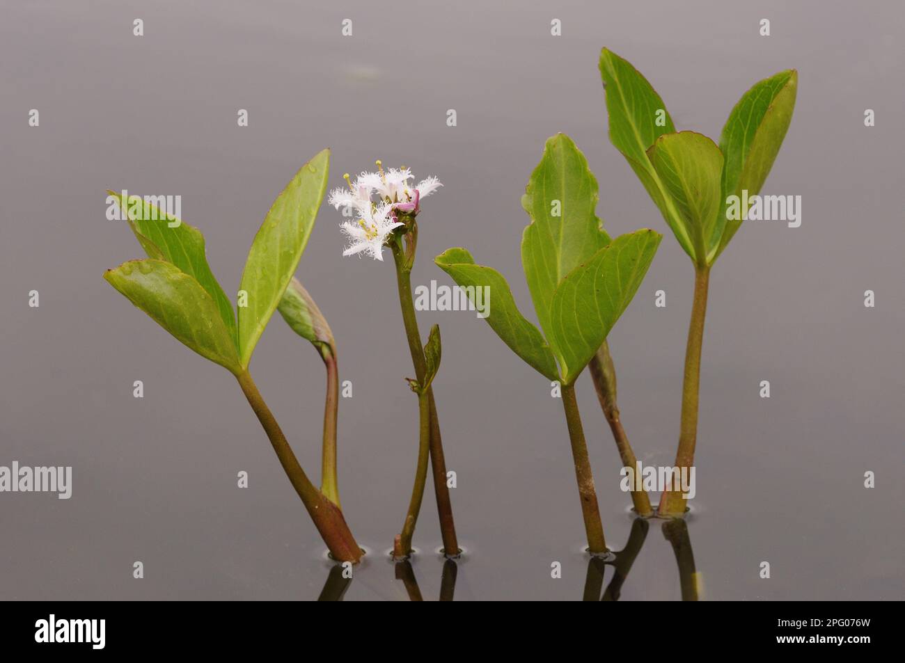 Bogbean (Menyanthes trifoliata) flowering, growing in pond, Oxfordshire ...