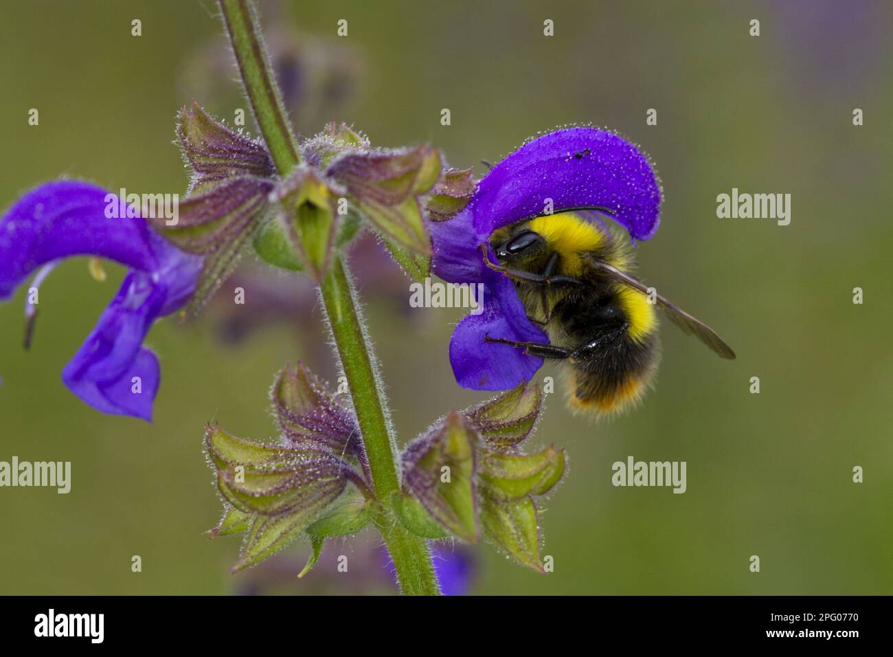 Early Bumblebee (Bombus pratorum) adult male, feeding on Meadow Clary ...