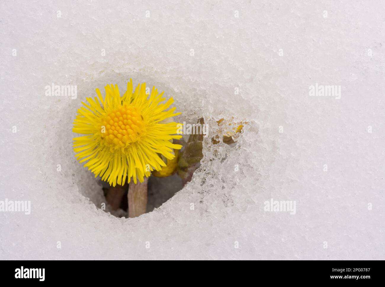 Coltsfoot (Tussilago farfara) flowering, appearing through fresh snow ...