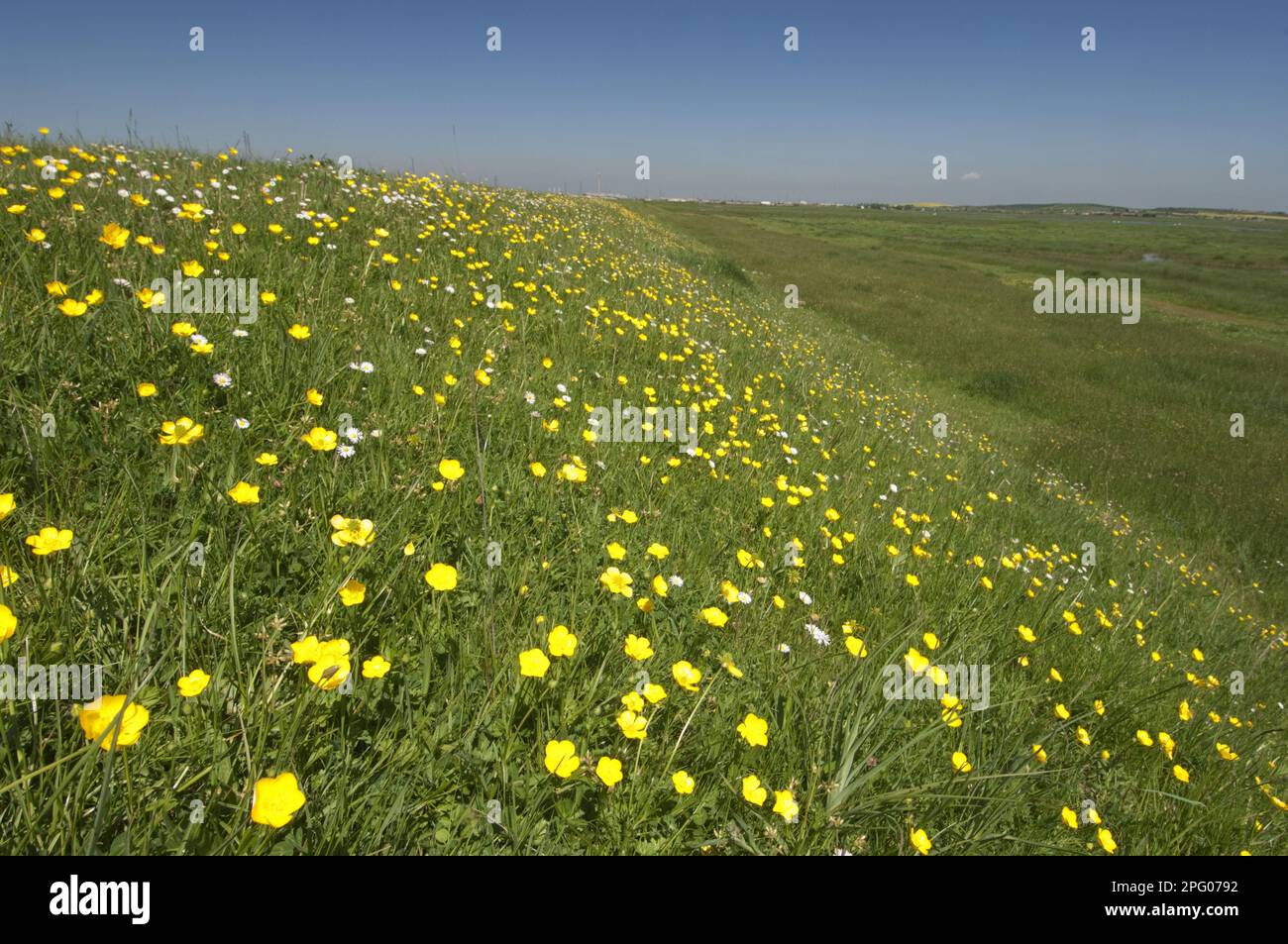 Flower mass of tall buttercup (Ranunculus acris) growing on sea wall ...