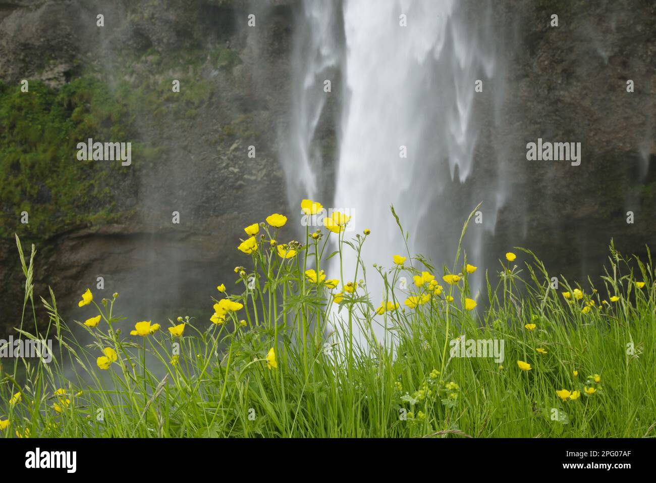 Flowering tall buttercup (Ranunculus acris), growing next to the ...