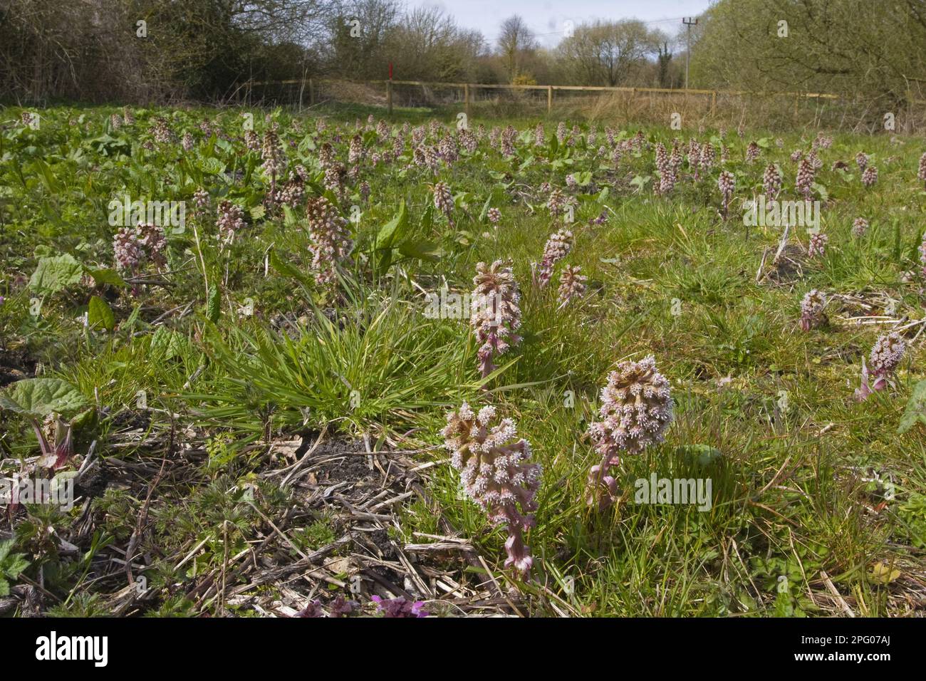 Common Butterbur (Petasites hybridus) flowering, mass growing in damp ...