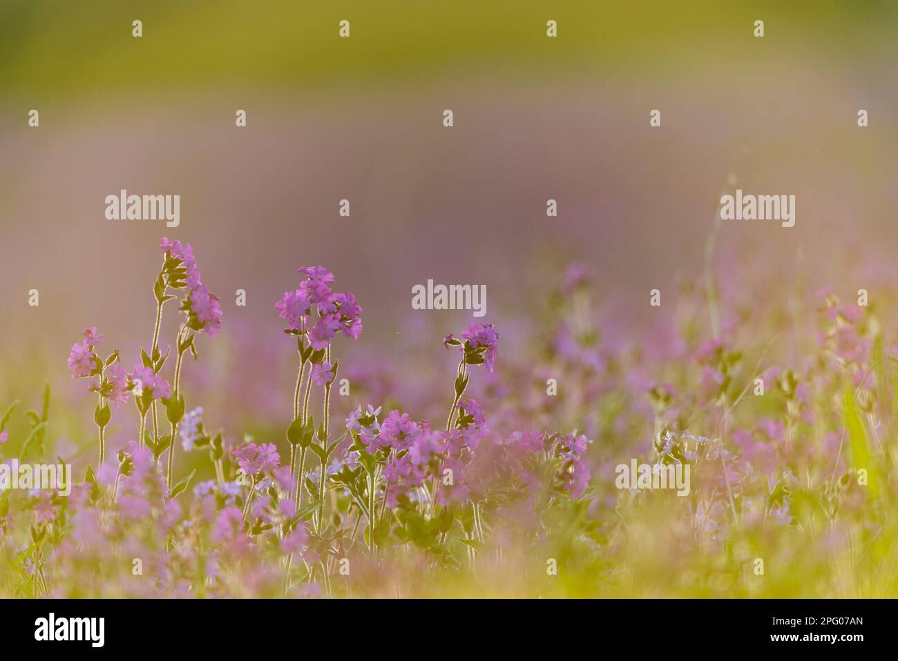 Red campion (Silene dioica), Red Night Pink, Red Forest Pink, Day Pink ...