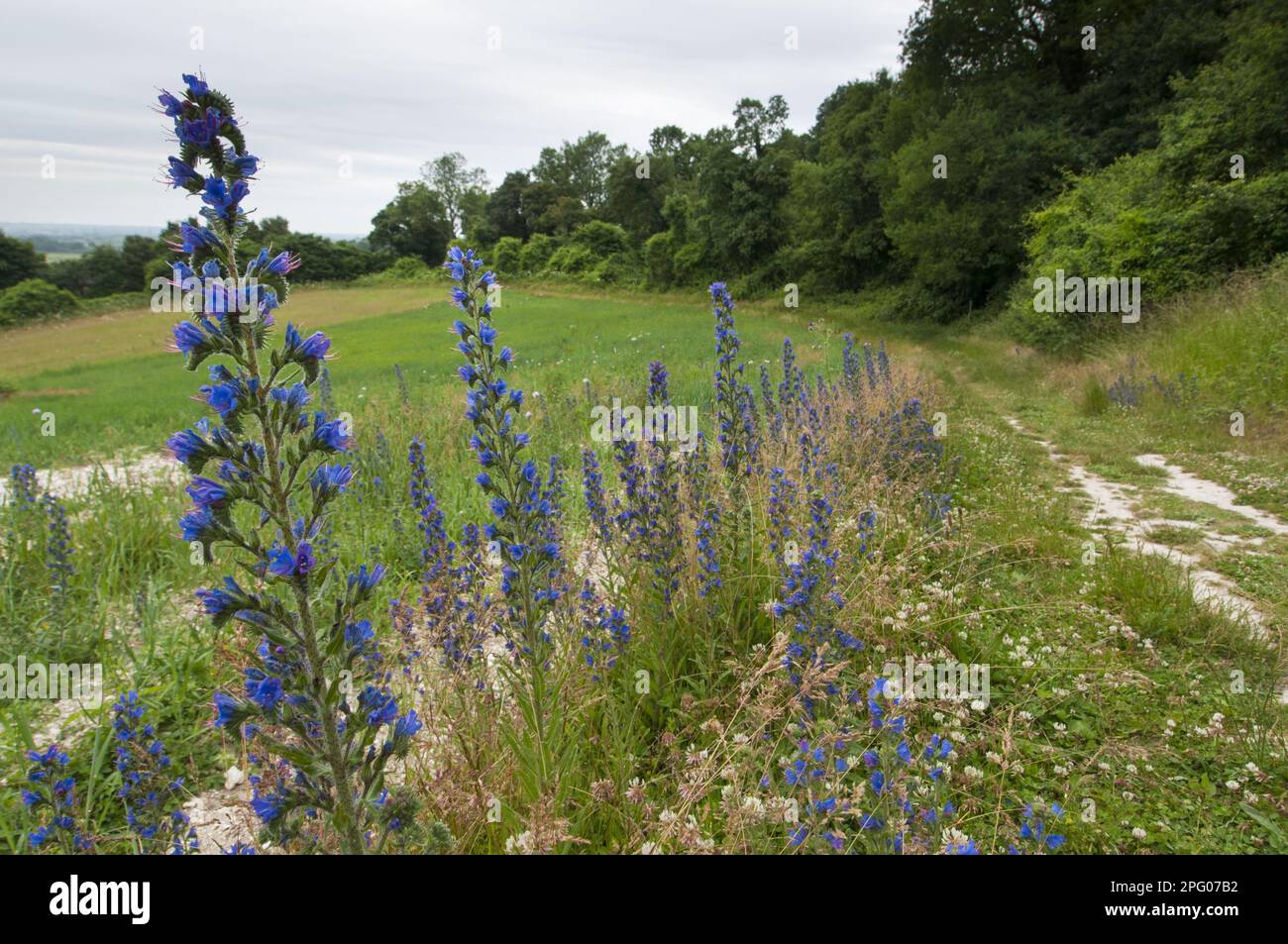 Viper's bugloss (Echium vulgare), Viper's bugloss flowering, growing ...