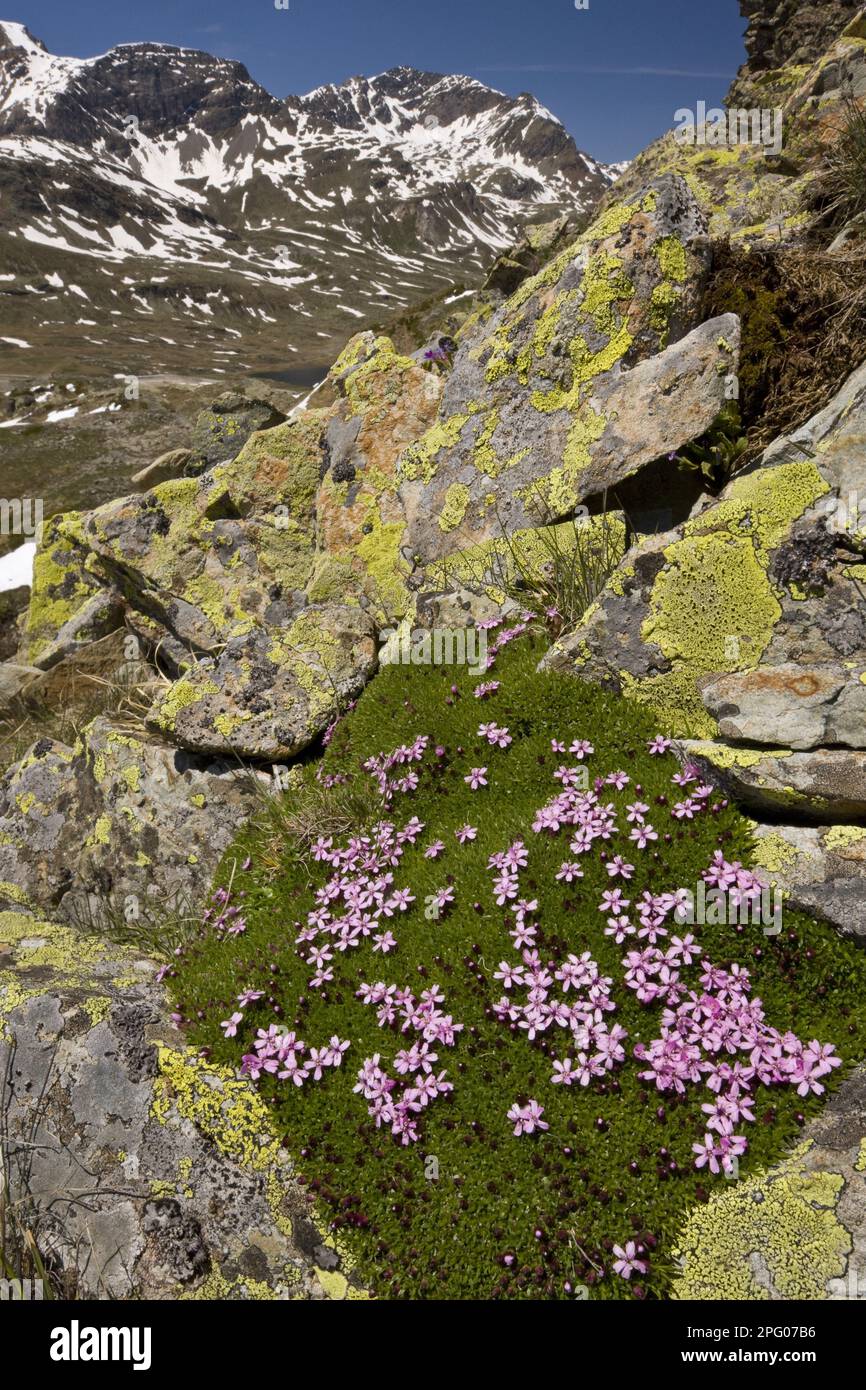 Moss Campion (Silene acaulis) flowering, growing in mountain habitat ...