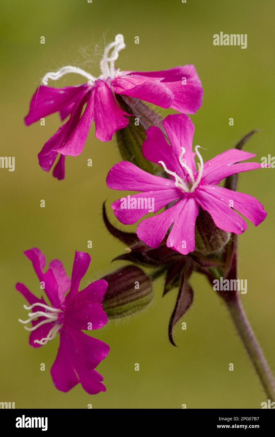 Red campion (Silene dioica), Red Evening Primrose, Red Forest Pink ...