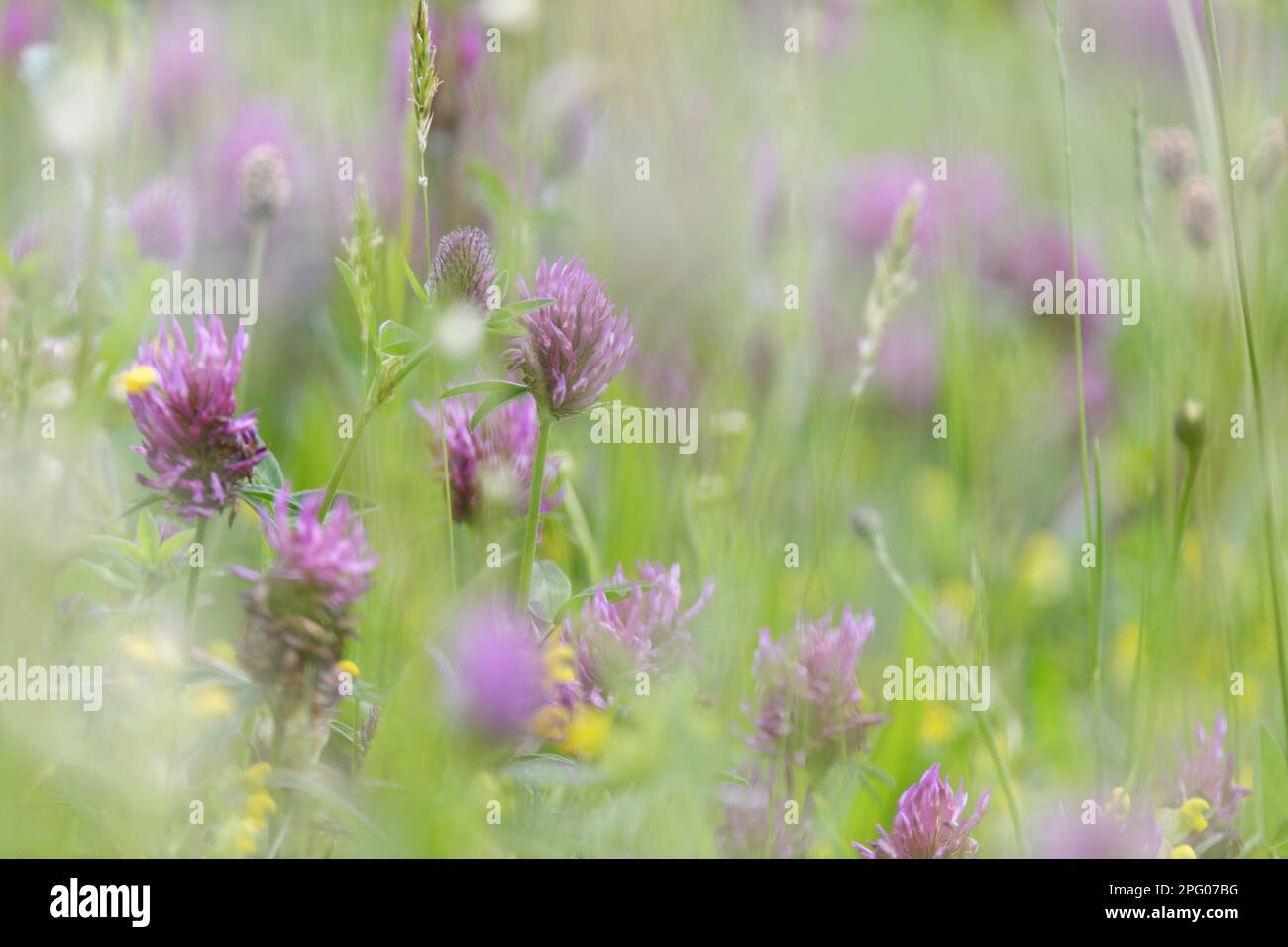 Red Clover (Trifolium pratense) flowering, growing in wildflower meadow ...