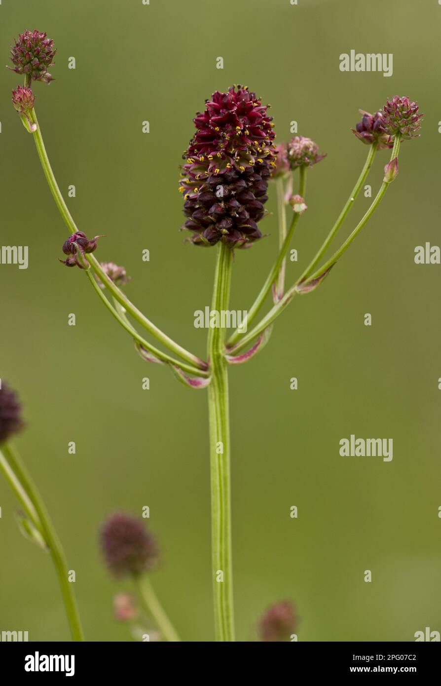 Great Burnet (Sanguisorba officinalis) flowering, growing in damp hay ...