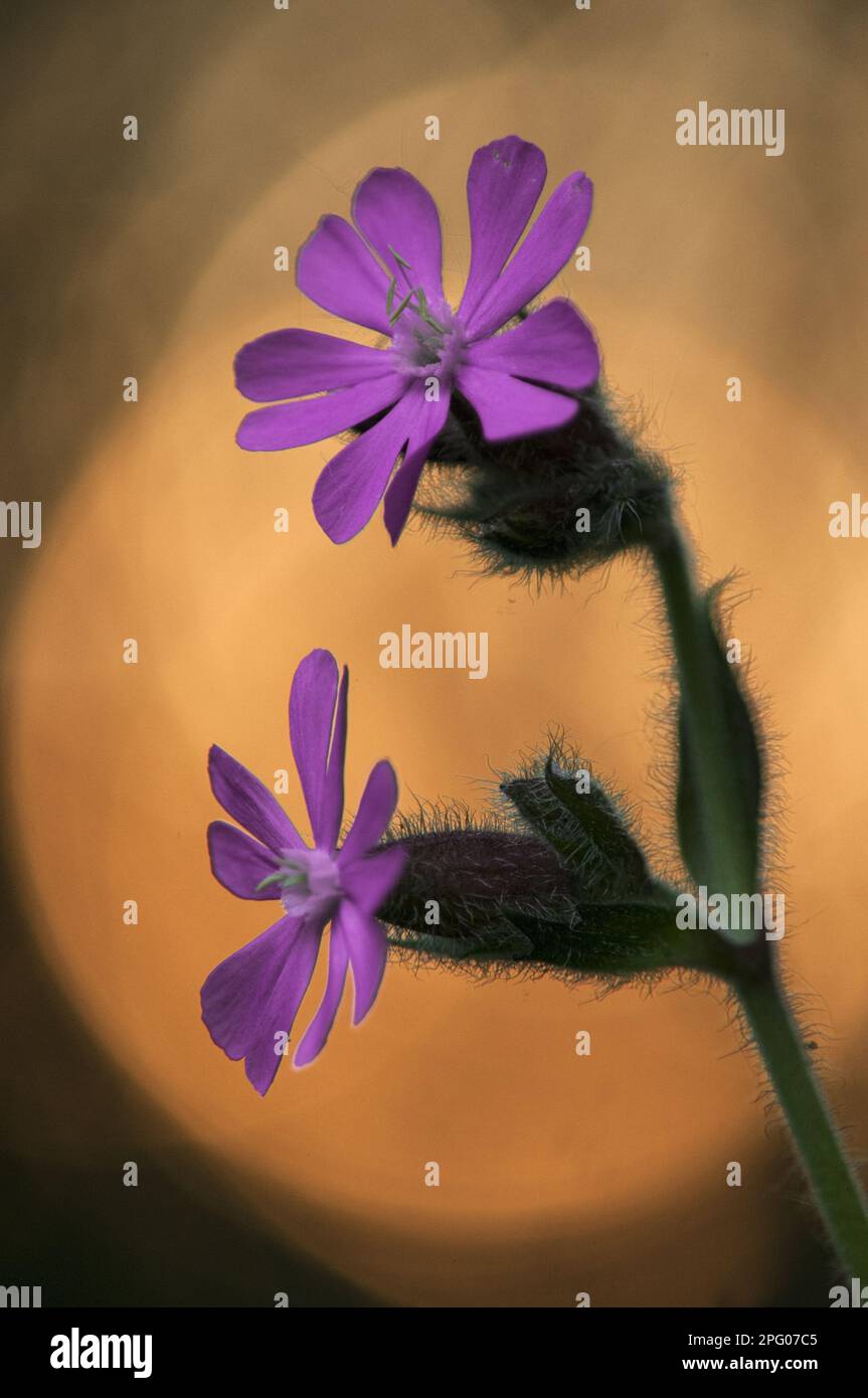 Red campion (Silene dioica), Red Evening Primrose, Red Forest Pink ...