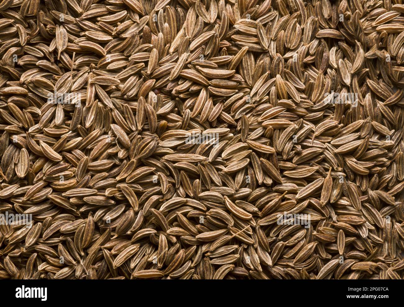 Caraway carum carvi fruit hi-res stock photography and images - Alamy