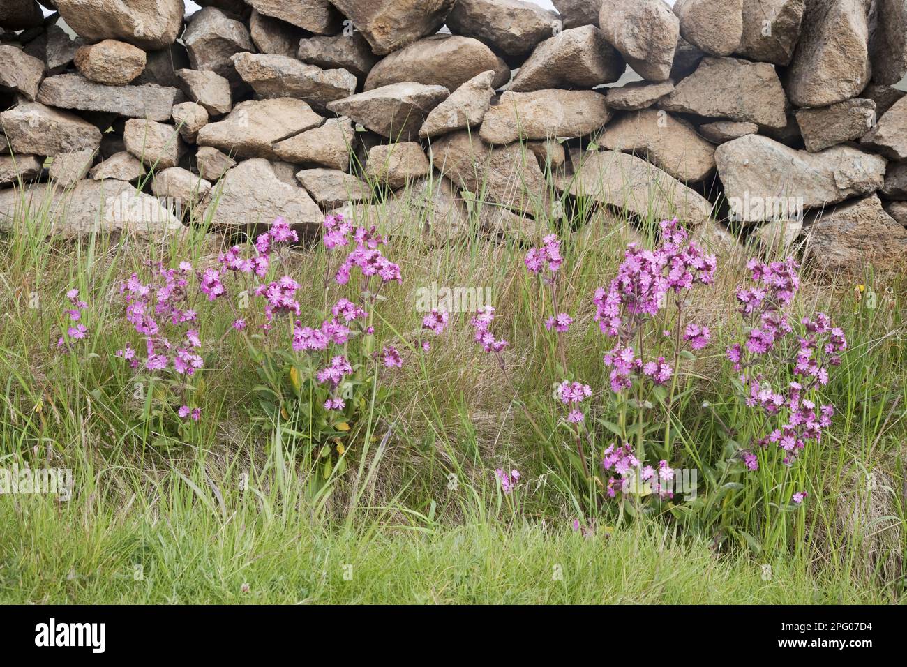 Red campion (Silene dioica), Red Evening Primrose, Red Forest Pink, Day ...