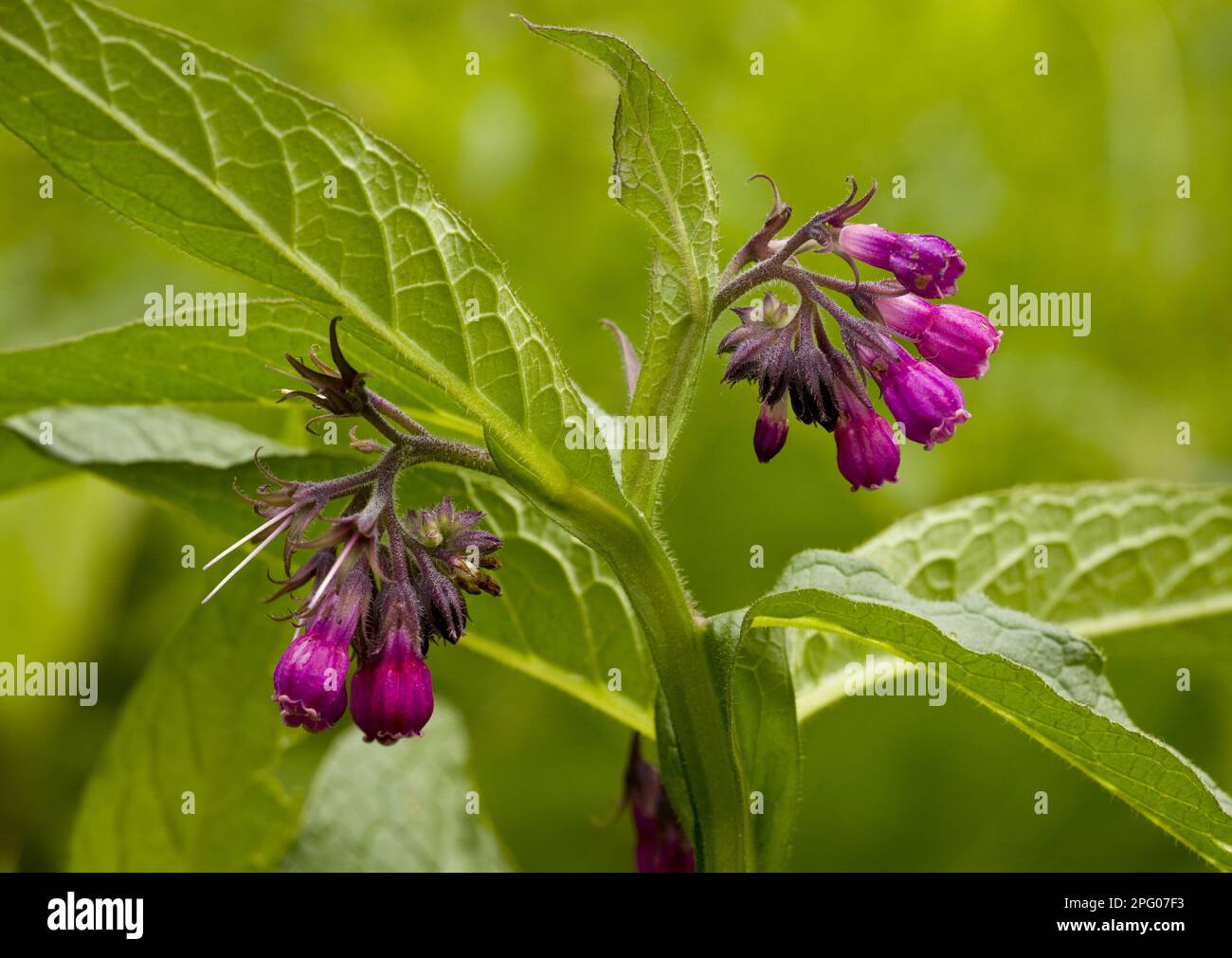 Common common comfrey (Symphytum officinale), close-up of Romania ...