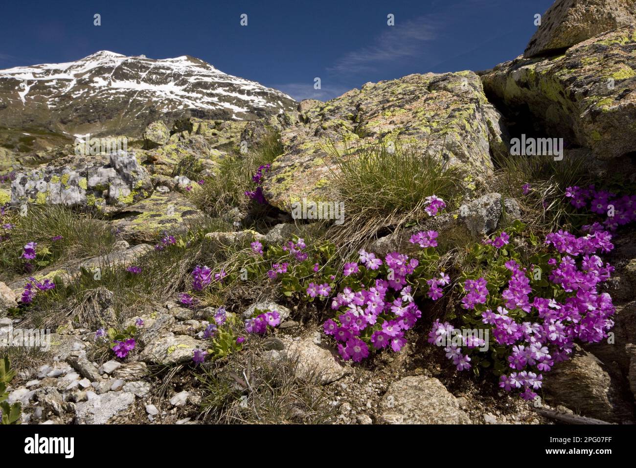 Hairy Primrose (Primula hirsuta) flowering, growing in mountain habitat ...