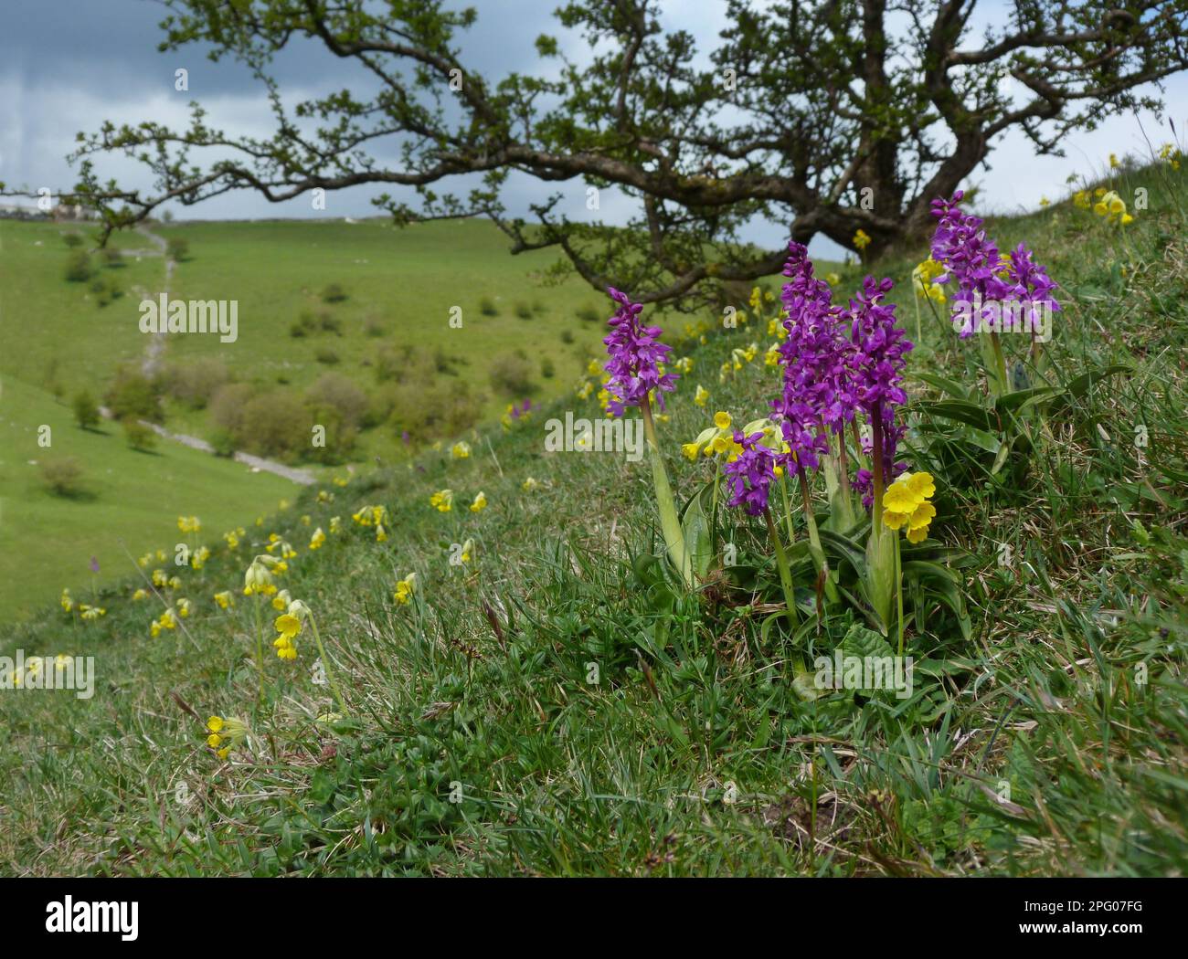Early Purple early purple orchid (Orchis mascula) and common cowslip ...