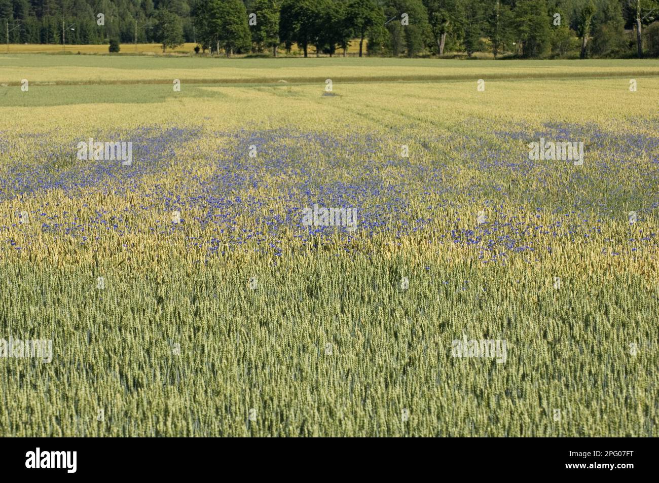 Cornflower (Centaurea cyanus) in flower, growing as a weed in a wheat ...
