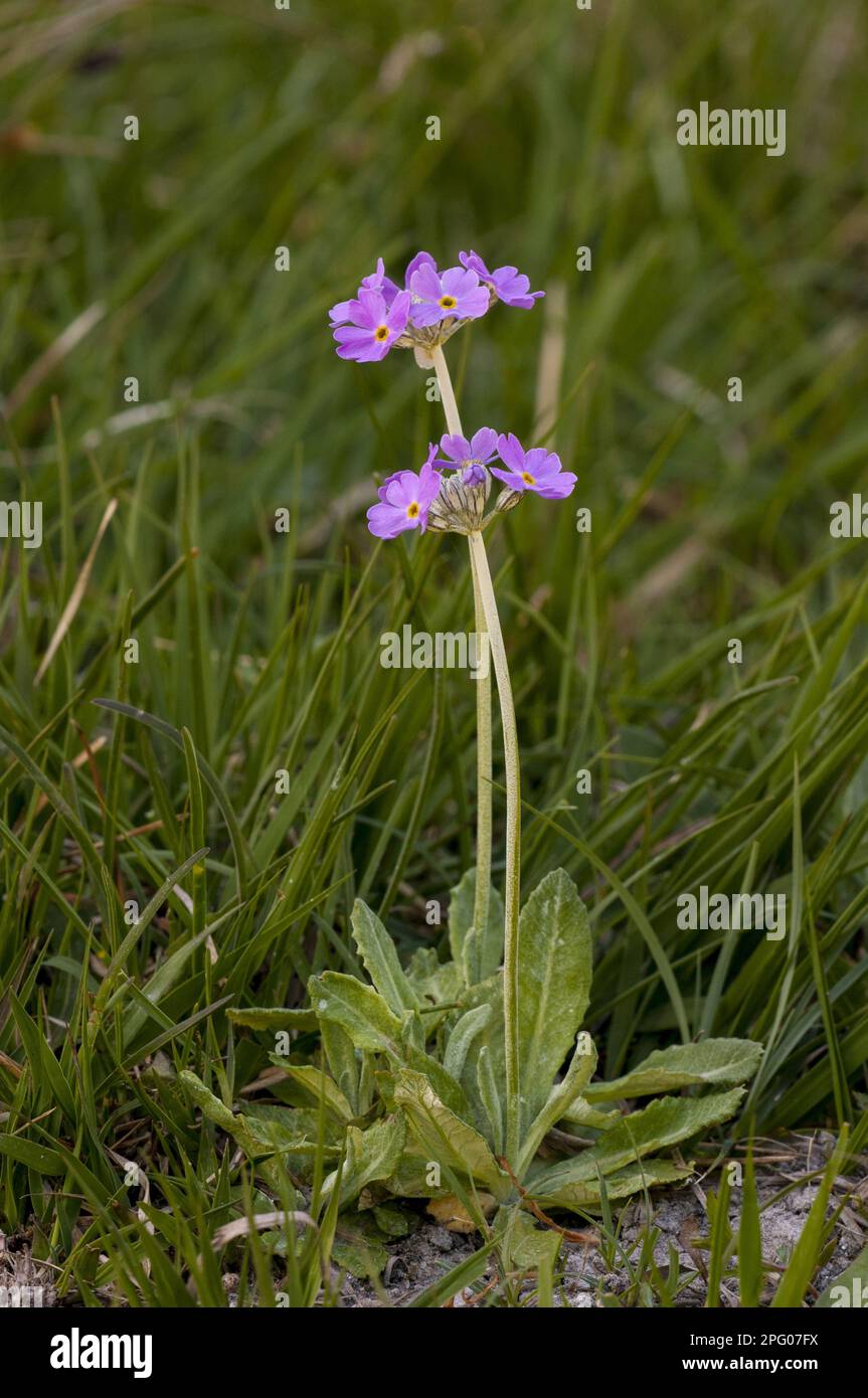 Birdseye Primrose (Primula farinosa) flowering, growing in woodland ...