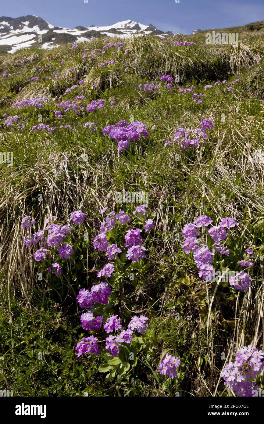 Primrose mountain hi-res stock photography and images - Alamy