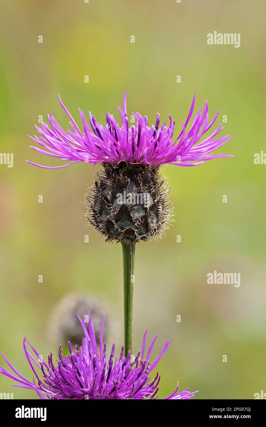 Greater greater knapweed (Centaurea scabiosa) close-up of flower, Gower ...