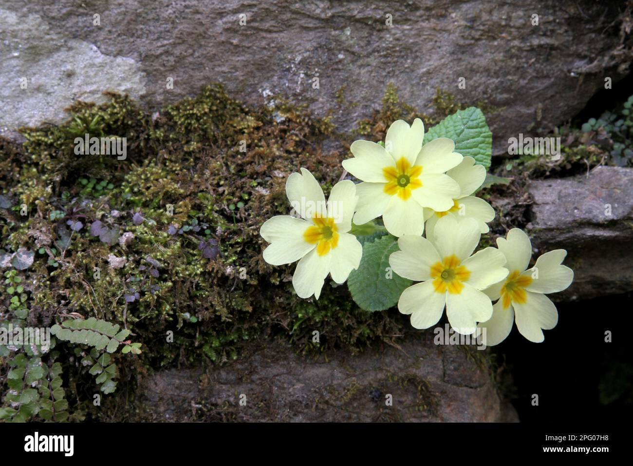 Primrose, stemless cowslip, cowslip, primrose, primrose family, Common ...