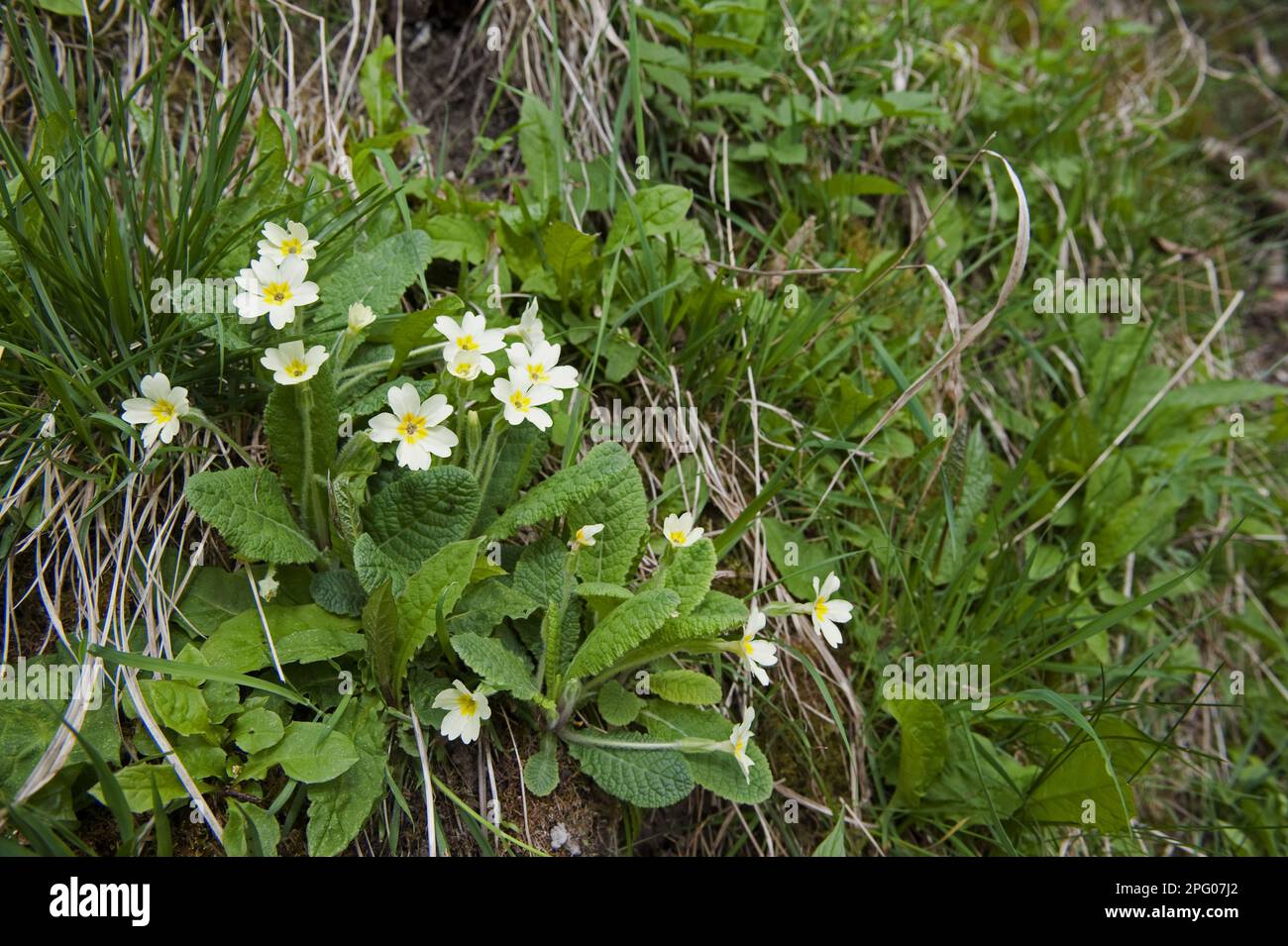 Common Primrose (Primula vulgaris) flowering, growing on riverbank ...