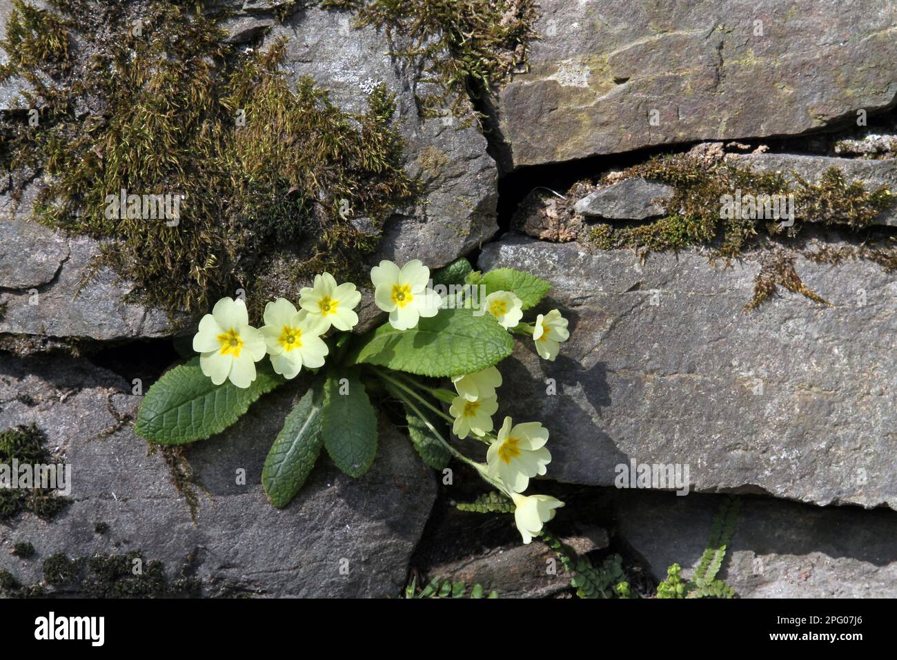 Primrose, stemless cowslip, cowslip, primrose, primrose family, Common ...