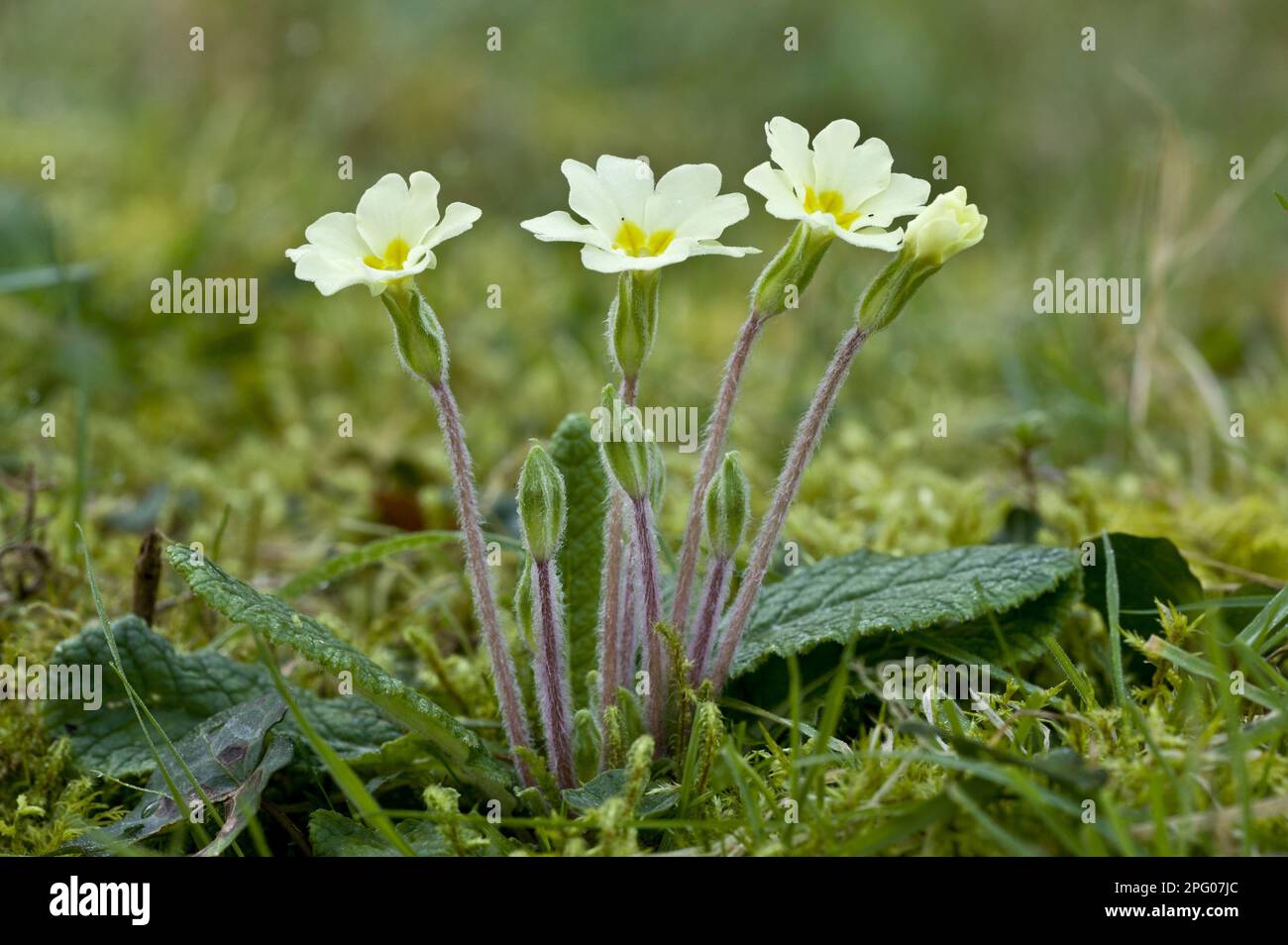 Common primrose primula vulgaris hi-res stock photography and images ...