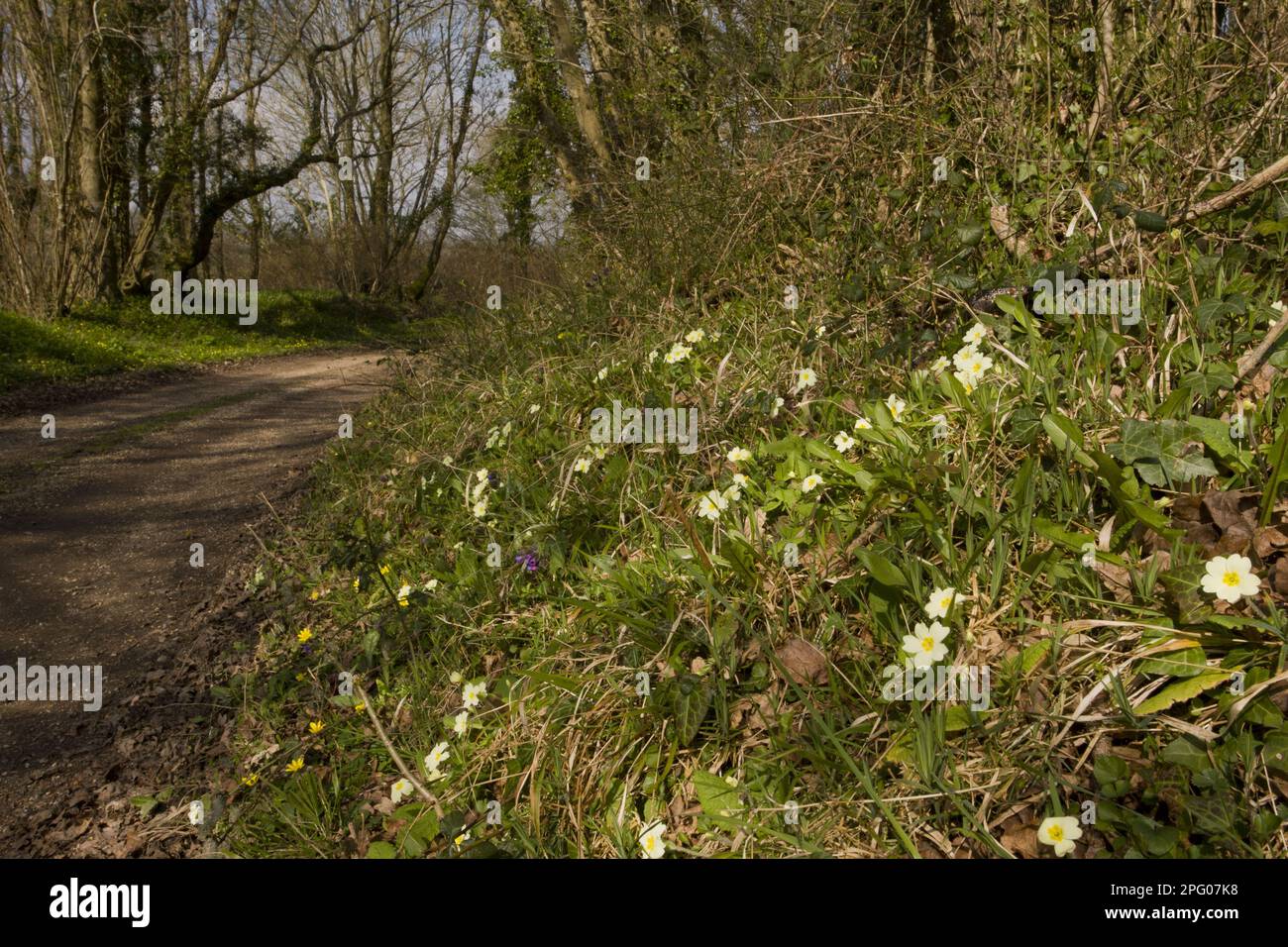 Common Primrose (Primula vulgaris) flowering, growing on bank beside ...