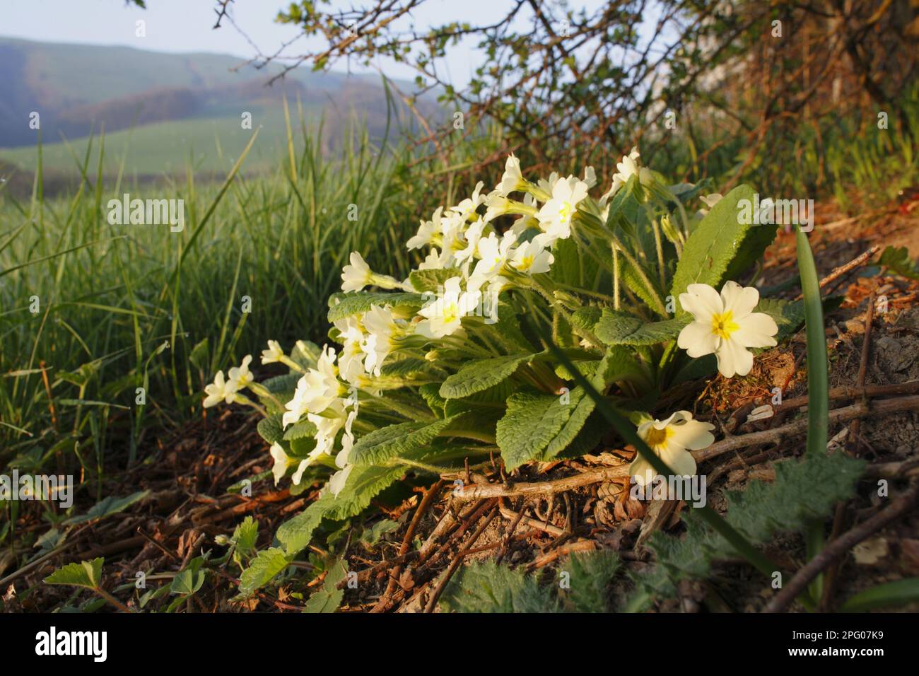 Primrose, stemless cowslip, cowslip, primrose, primrose family, common ...