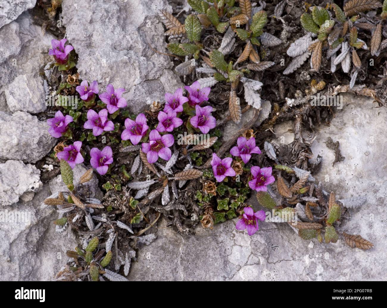 Purple Saxifrage (Saxifraga oppositifolia) flowering, in high tundra ...