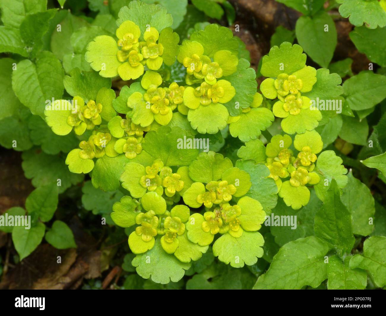 Chrysosplenium hi-res stock photography and images - Alamy