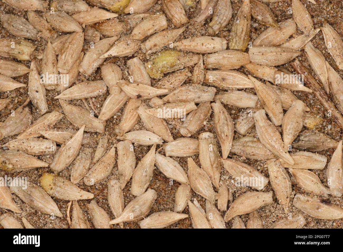 European searocket (Cakile maritima), beach rocket, cruciferous plants ...