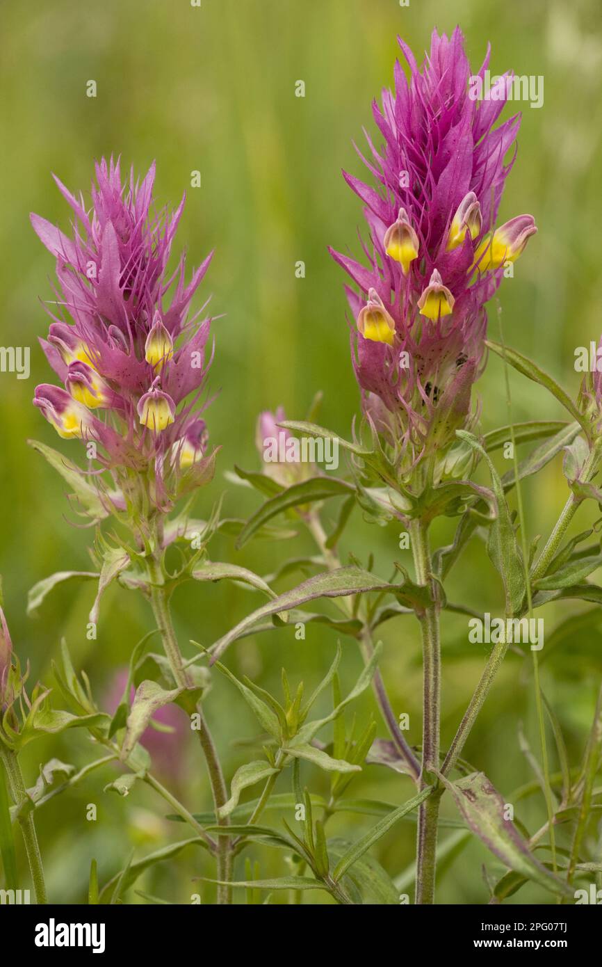 Field field cow-wheat (Melampyrum arvense) close-up of flowers, in ...