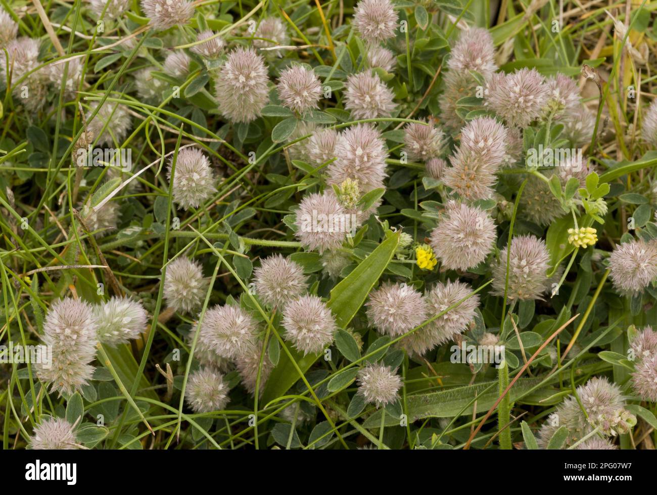 Hare's-foot Clover (Trifolium arvens) flowering, growing on shingle ...