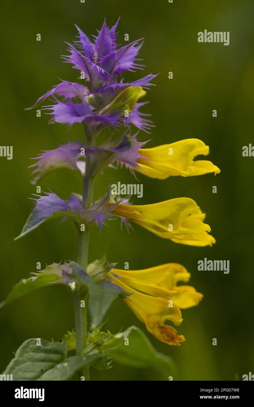 Flowering Eastern European cow-wheat (Melampyrum bihariense ...