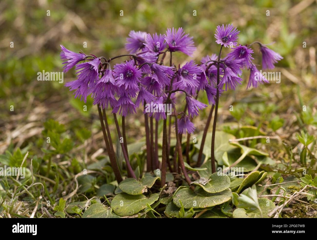 Alpine Snowbell (Soldanella alpina) flowering, Dolomites, Italy Stock ...