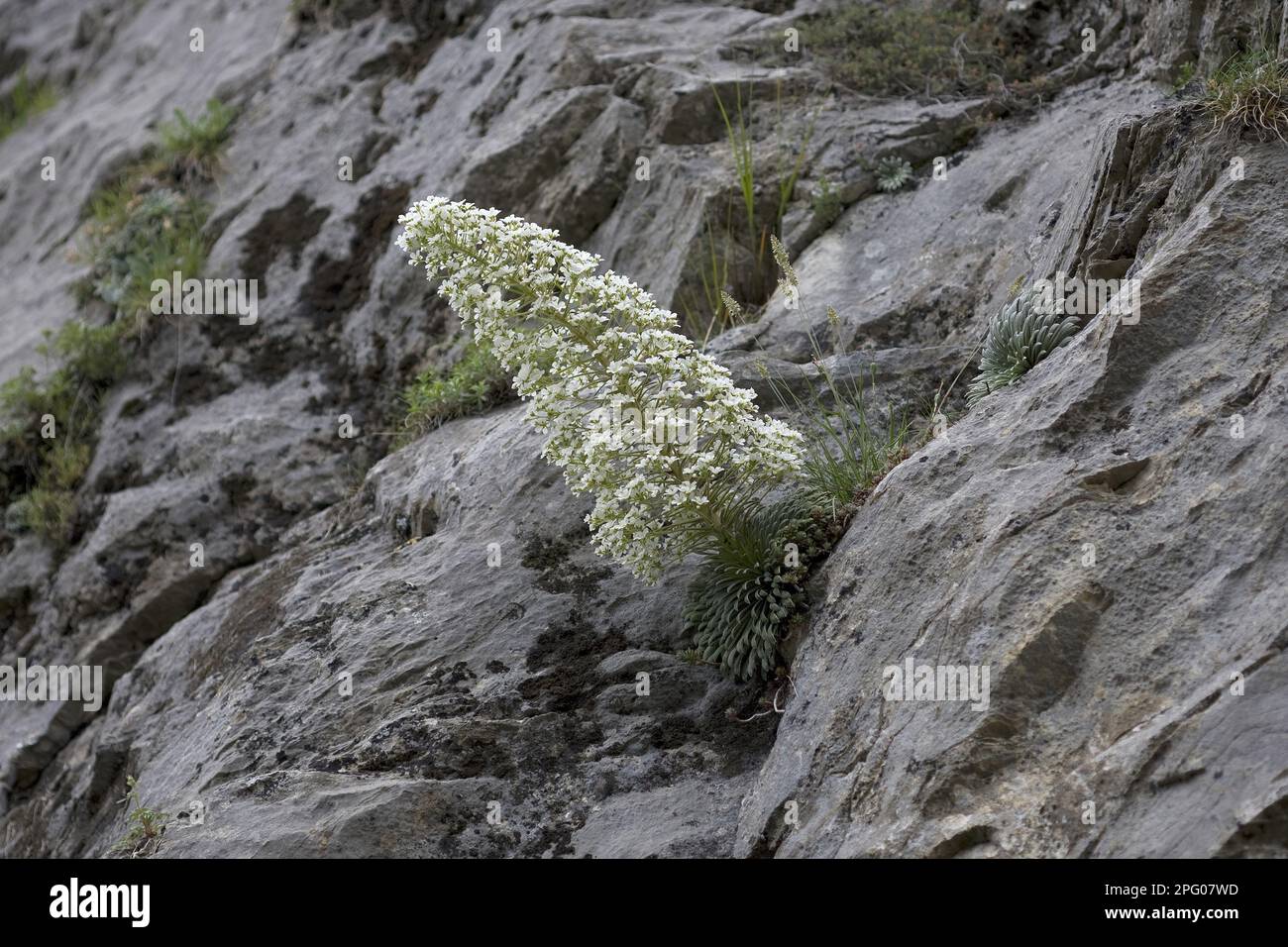 Pyrenean saxifrage (Saxifraga longifolia), Royal Saxifrage, Saxifrage ...