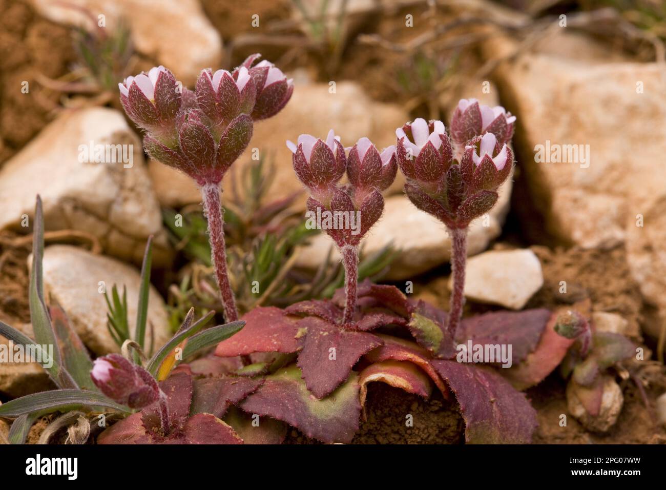 Giant goblet shield hi-res stock photography and images - Alamy