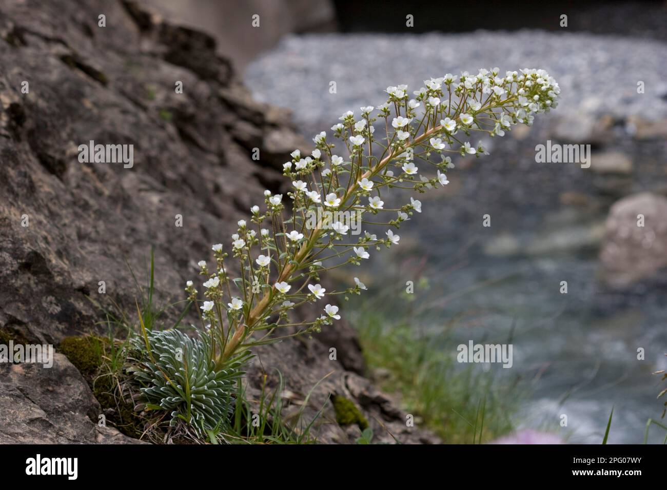 Pyrenean saxifrage (Saxifraga longifolia), royal saxifrage, saxifrage ...
