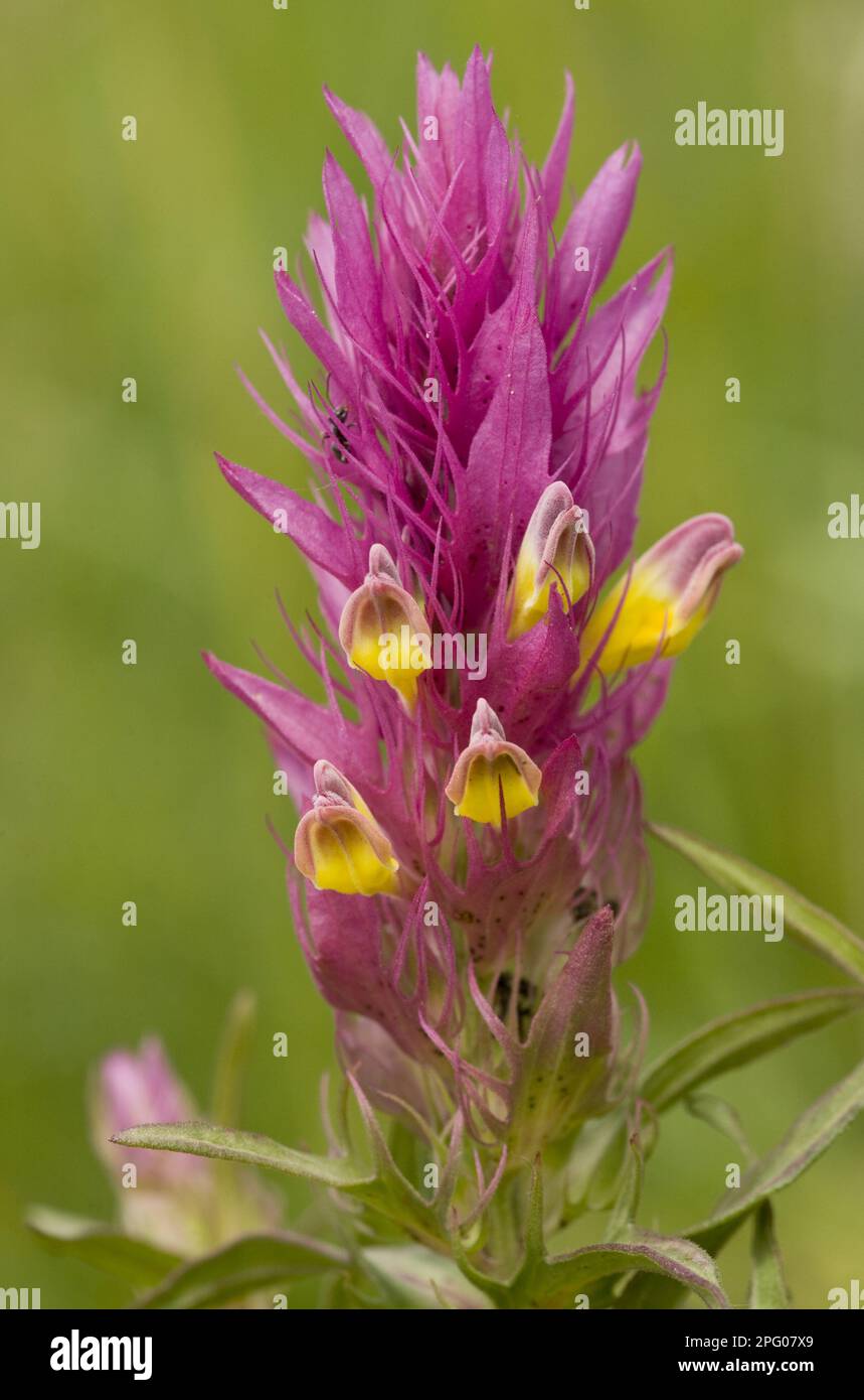 Field field cow-wheat (Melampyrum arvense) close-up of flowers, in ...