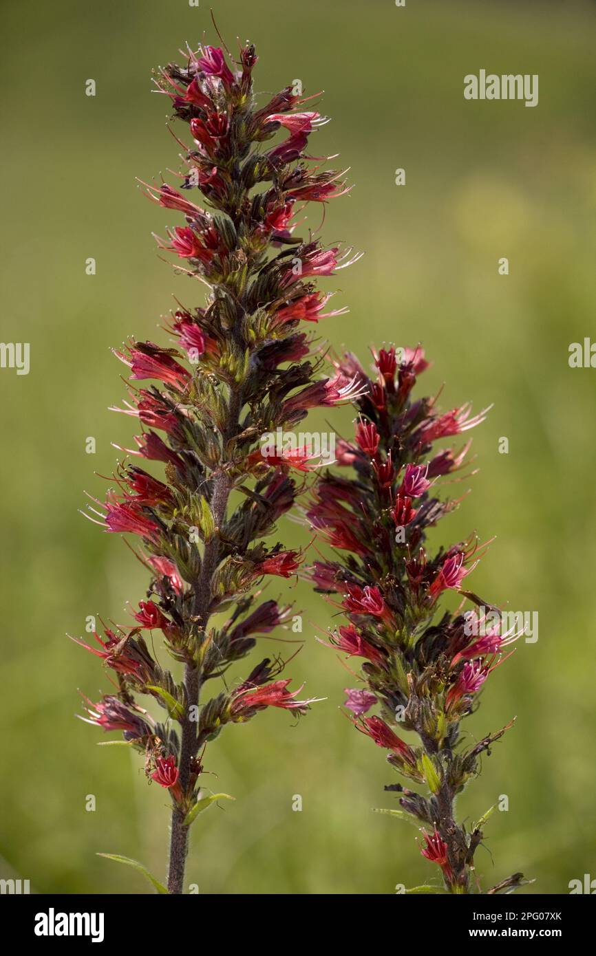Flowering viper's bugloss (Echium russicum), near Viscri, Transylvania ...