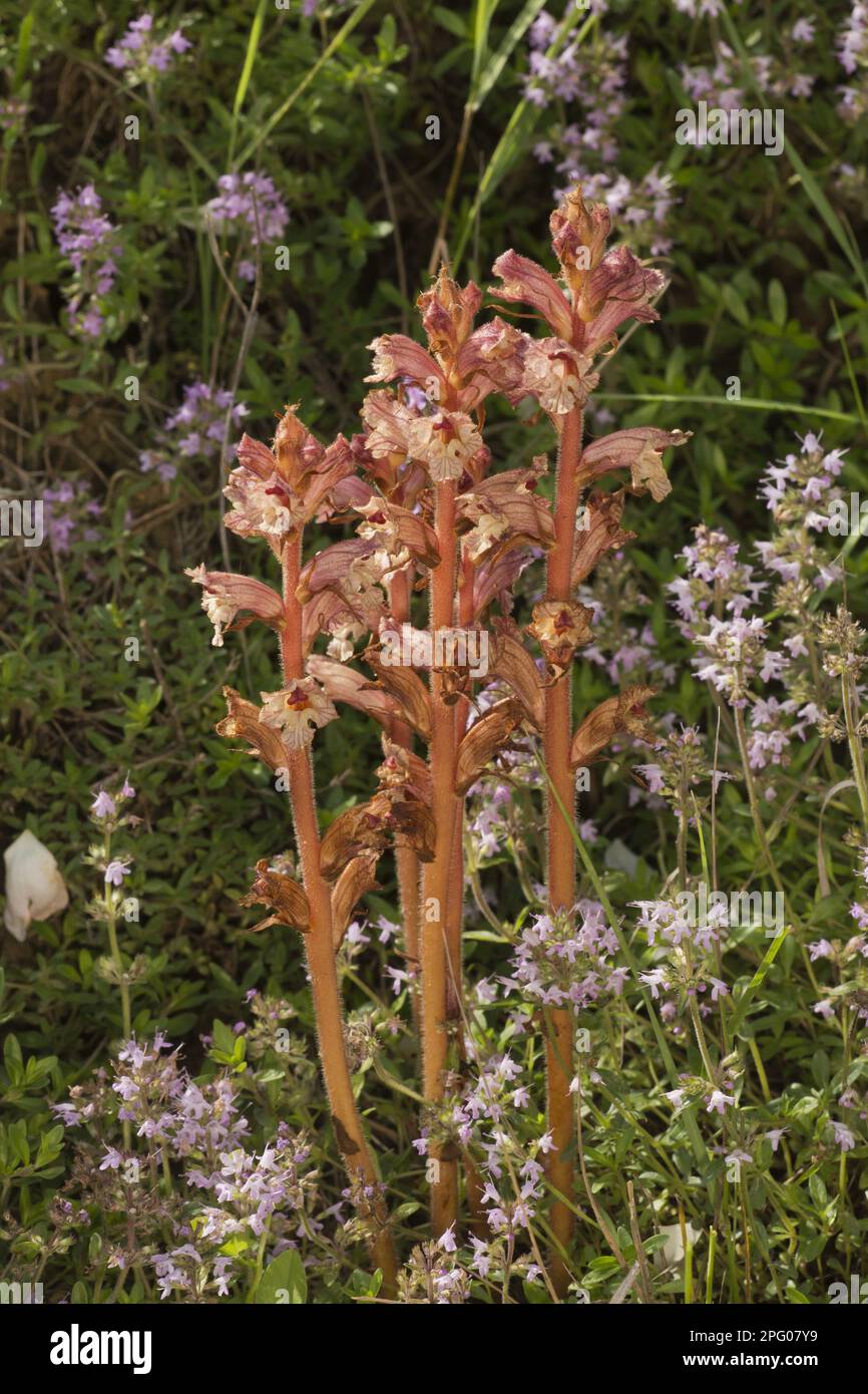 Thyme broomrape flowering, parasitic on thyme, Romania Stock Photo - Alamy