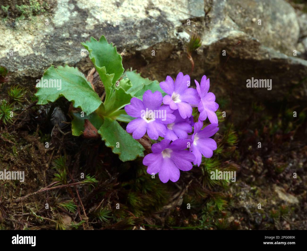 Flowering Piedmont piedmontese primrose (Primula pedemontana), growing ...
