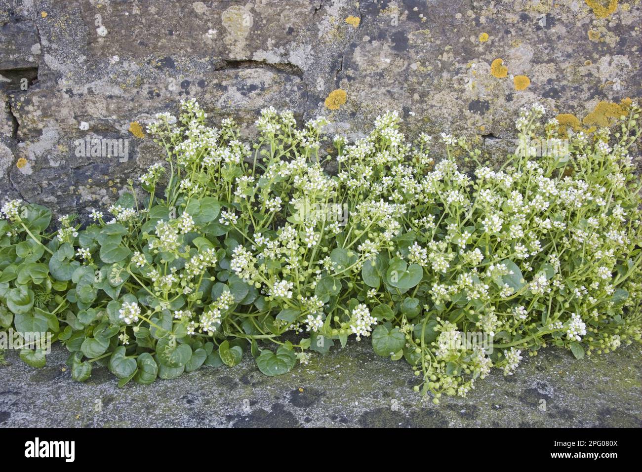 Scurvy-grass (Cochlearia officinalis), Scurvy-grass, growing at base of ...