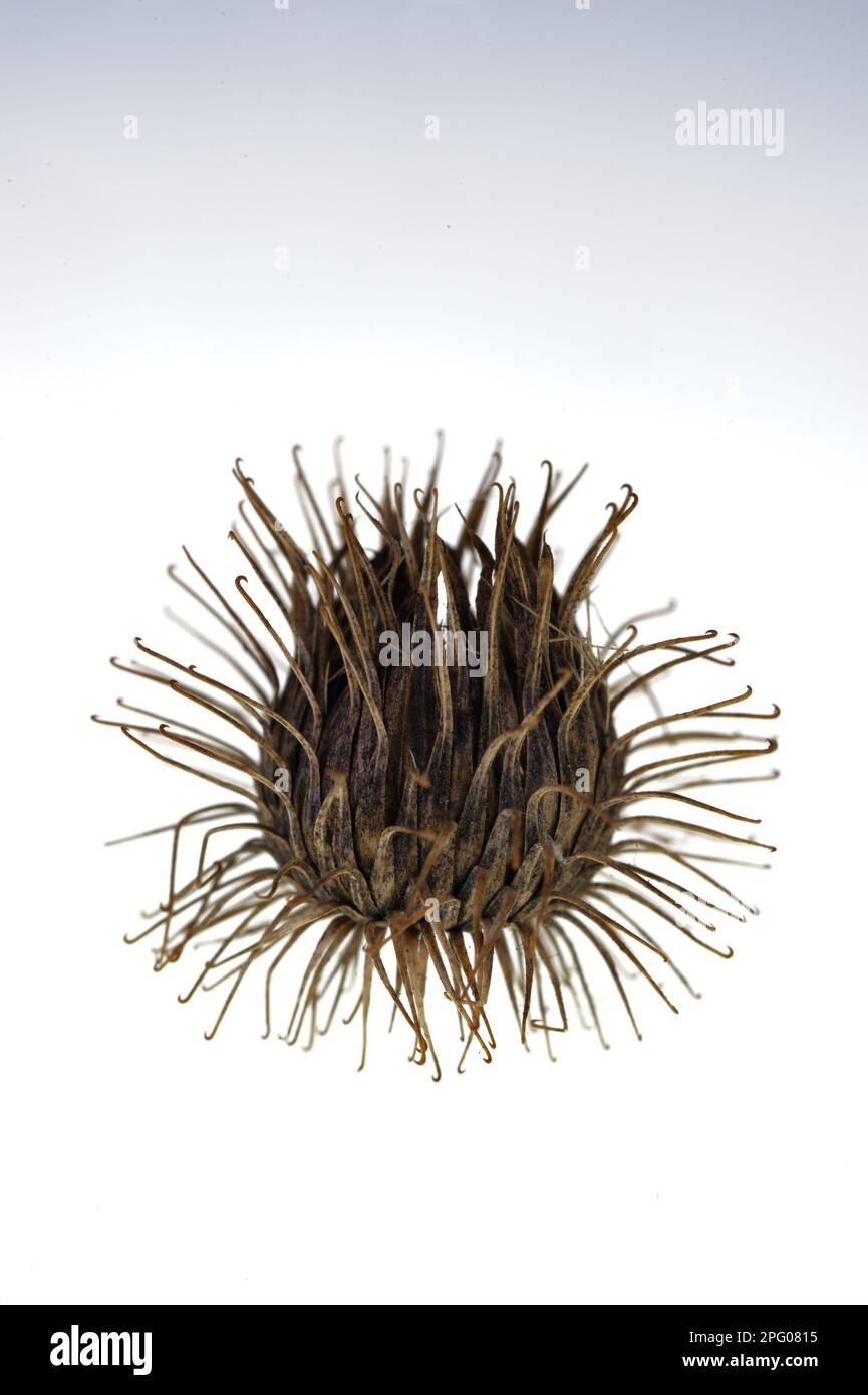 Burdock arctium sp hi-res stock photography and images - Alamy