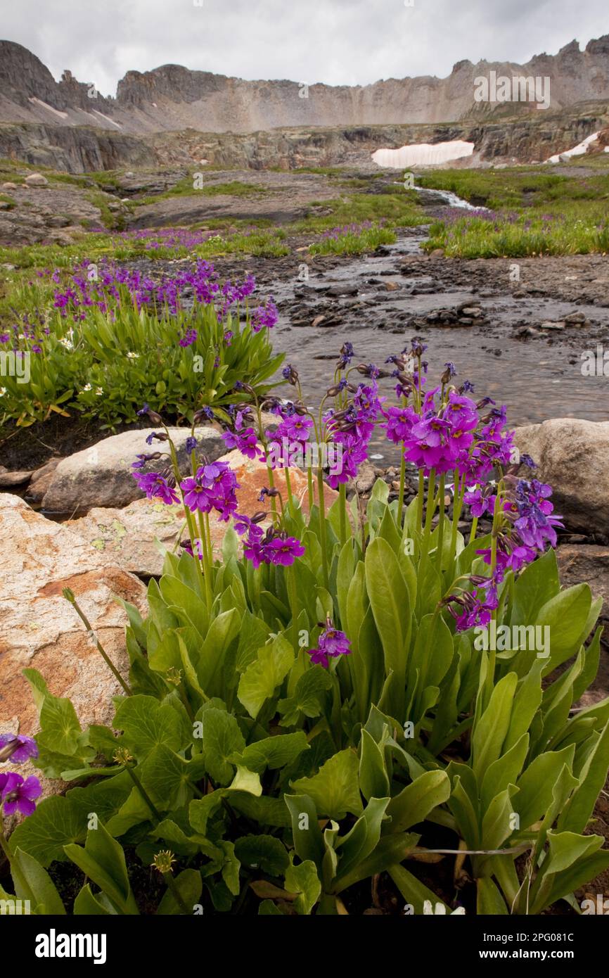 Parry's Primrose (Primula parryi) flowering, besid stream in montane ...